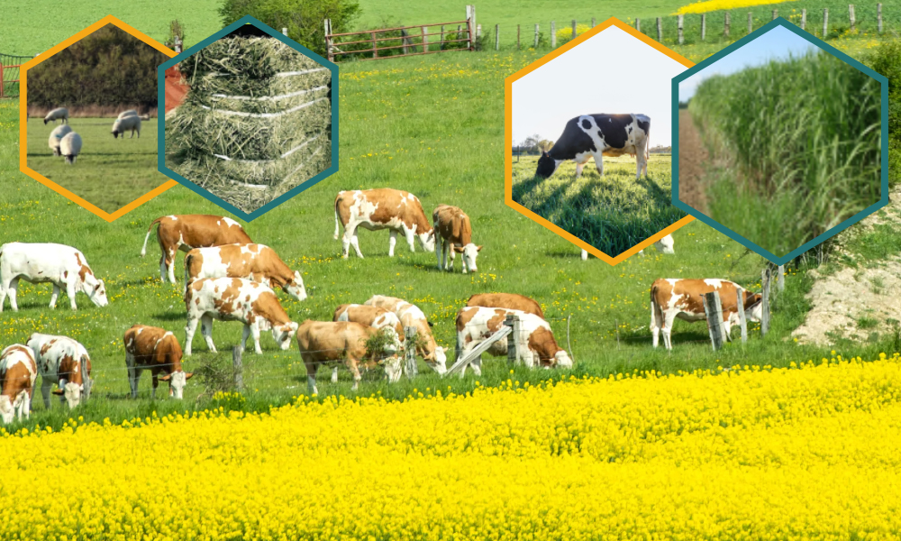 Nutritional Benefits of Rhodes Grass: Feed Option for Livestock