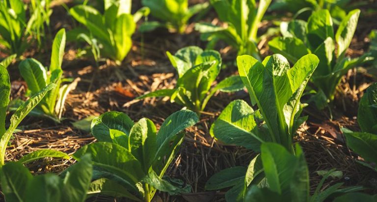 Organic vs Conventional Farming: Key Differences Explained